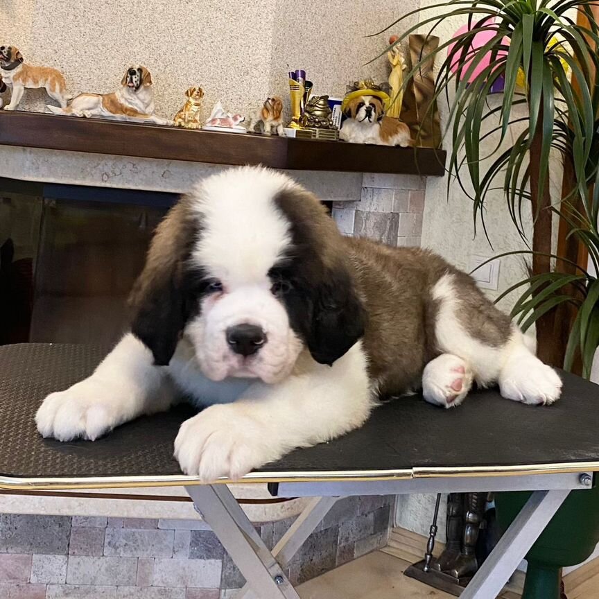 Сенбернар, щенок