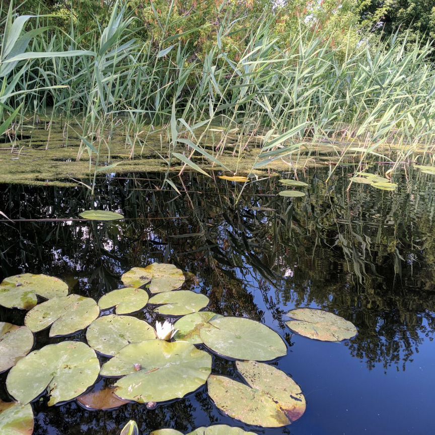 Карась декоративный для пруду - аквариума