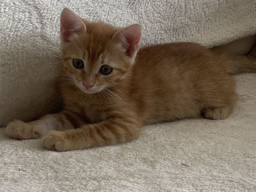 Котенок