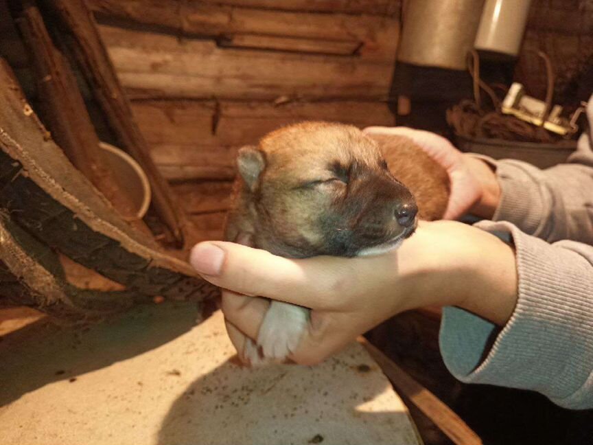 Метис карело-финской лайки