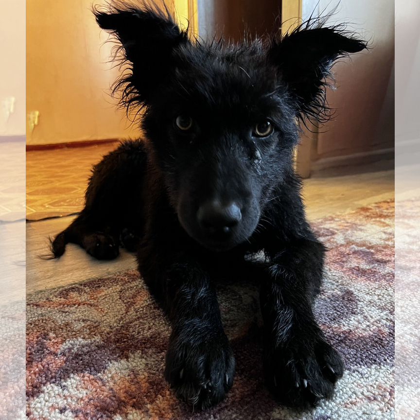 Немецкая овчарка, щенок