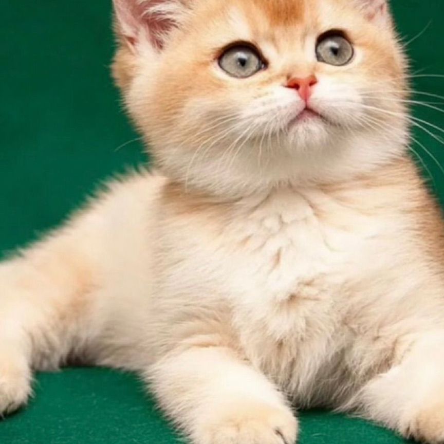 Котик