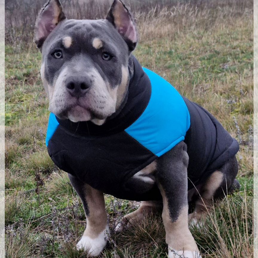 Американский булли, щенок