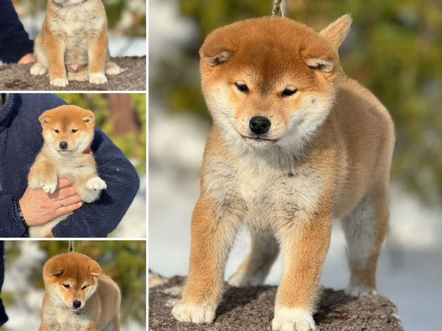 Малыш сиба ину готов к переезду