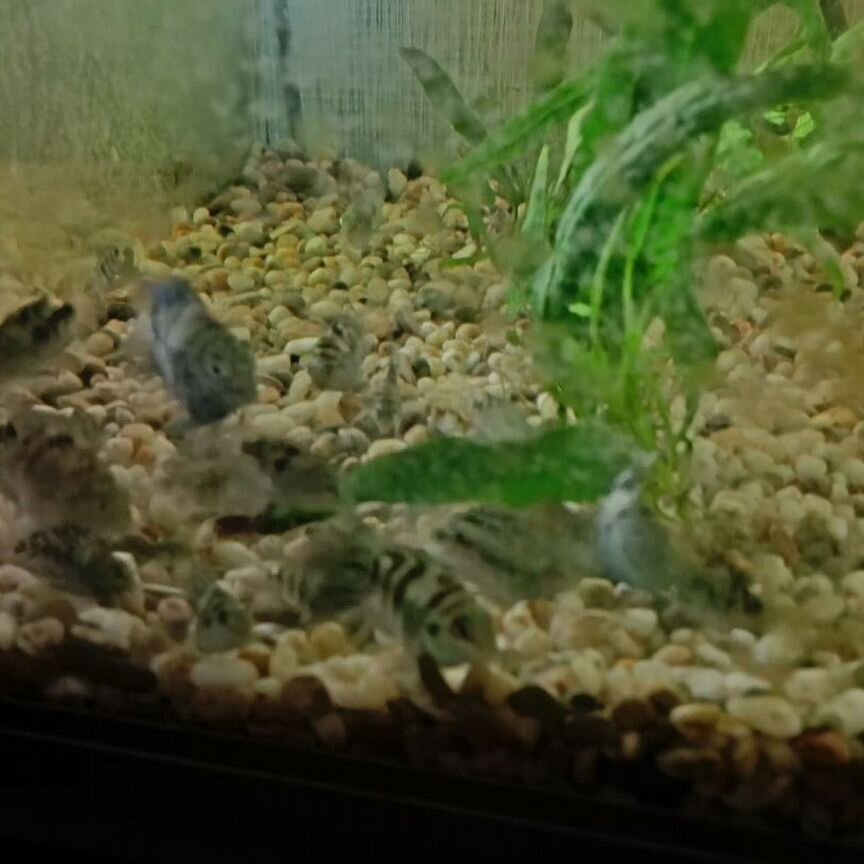 Аквариумные рыбки