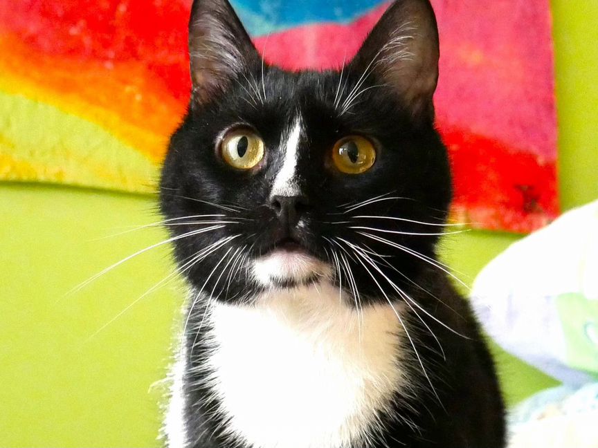 Котик Бруно ищет дом