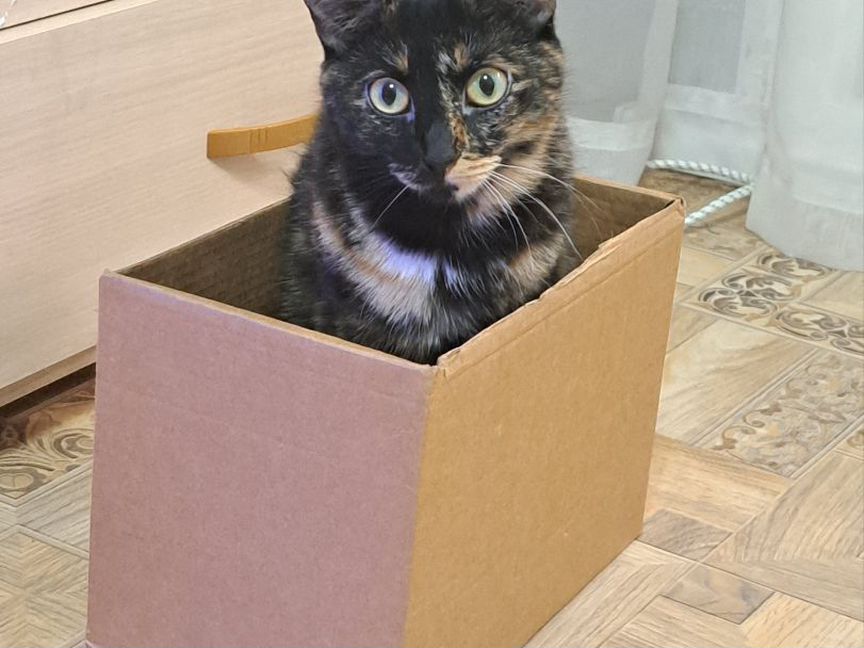 Потерялась кошка