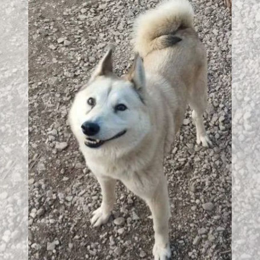 Восточносибирская лайка, взрослая собака