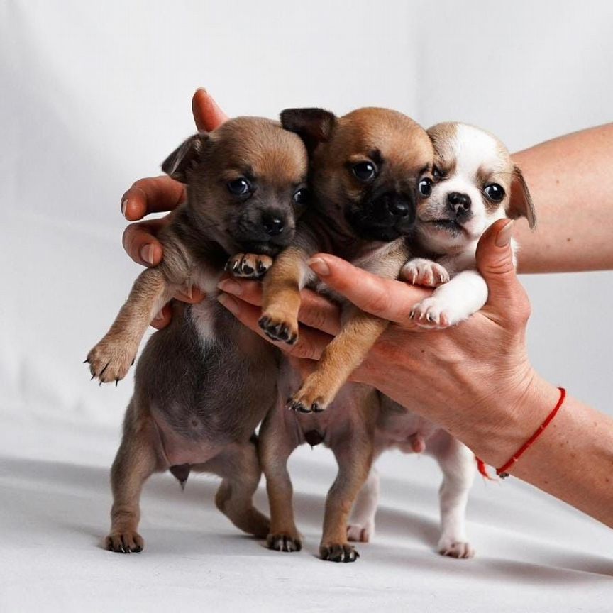 Чихуахуа мини