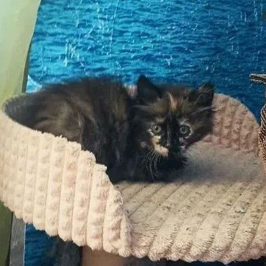 Отдам котёнка в добрые руки