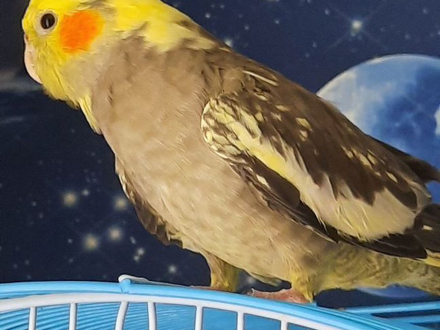 Попугай корелла с клеткой