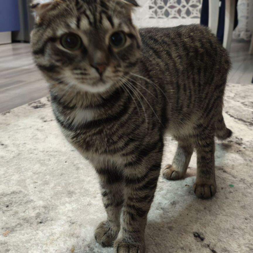 Шотландский вислоухий короткошёрстный котёнок