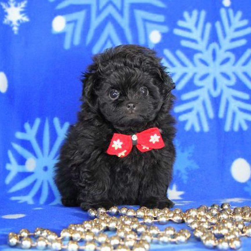 Мини малыши Мальтипу