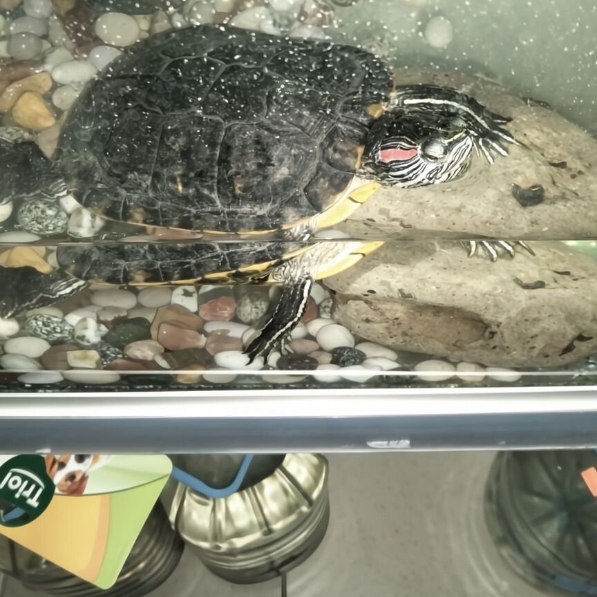 Красноухая черепаха