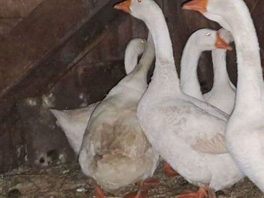Продам гусей