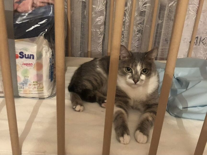 Отдам кота в добрые руки