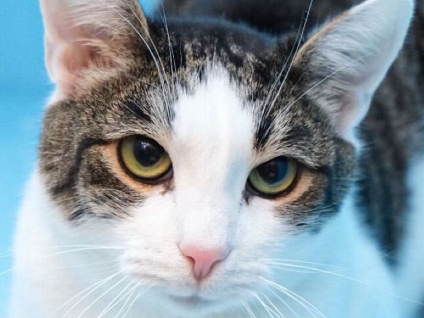 Котяка-улыбака