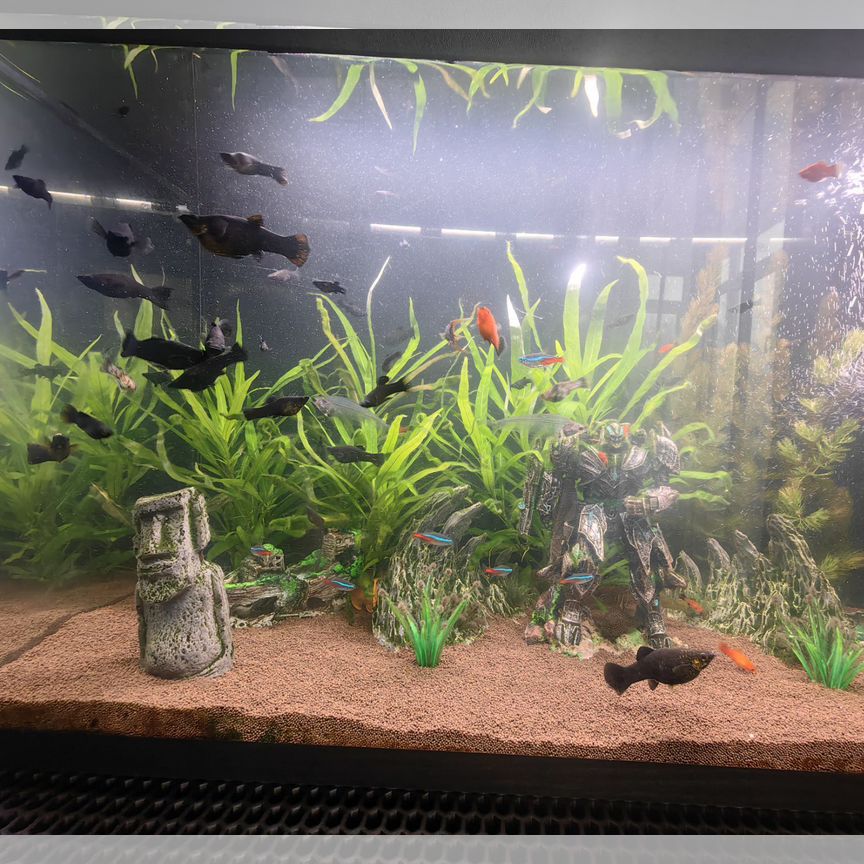 Молинезии черные