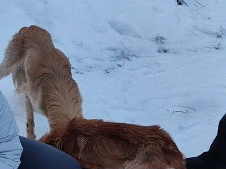 Собаки умирают от голода