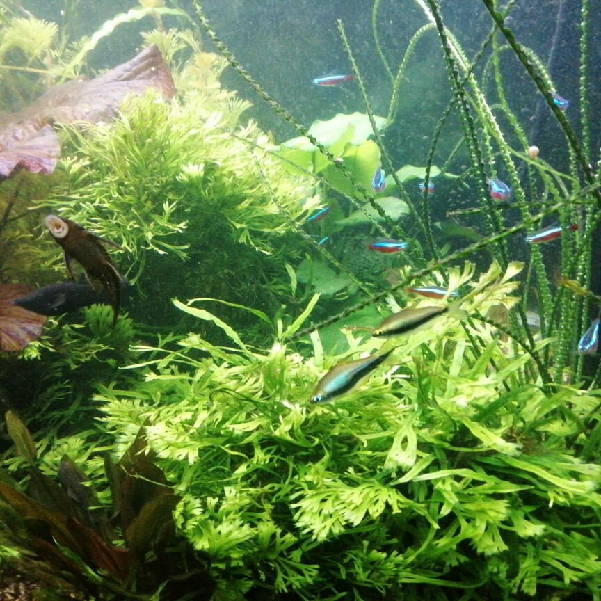 Отдам излишки растения для аквариума