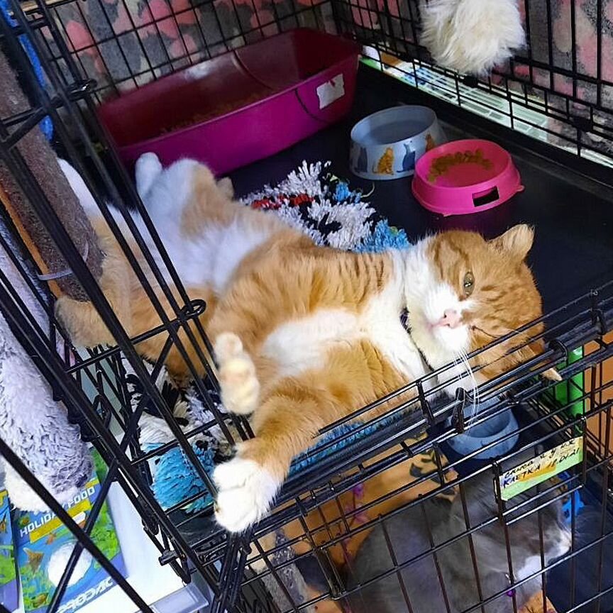 Взрослый кот в добрые руки