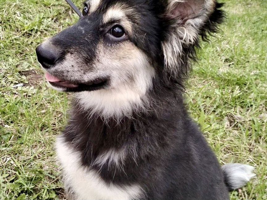 Щенок в добрые руки бесплатно