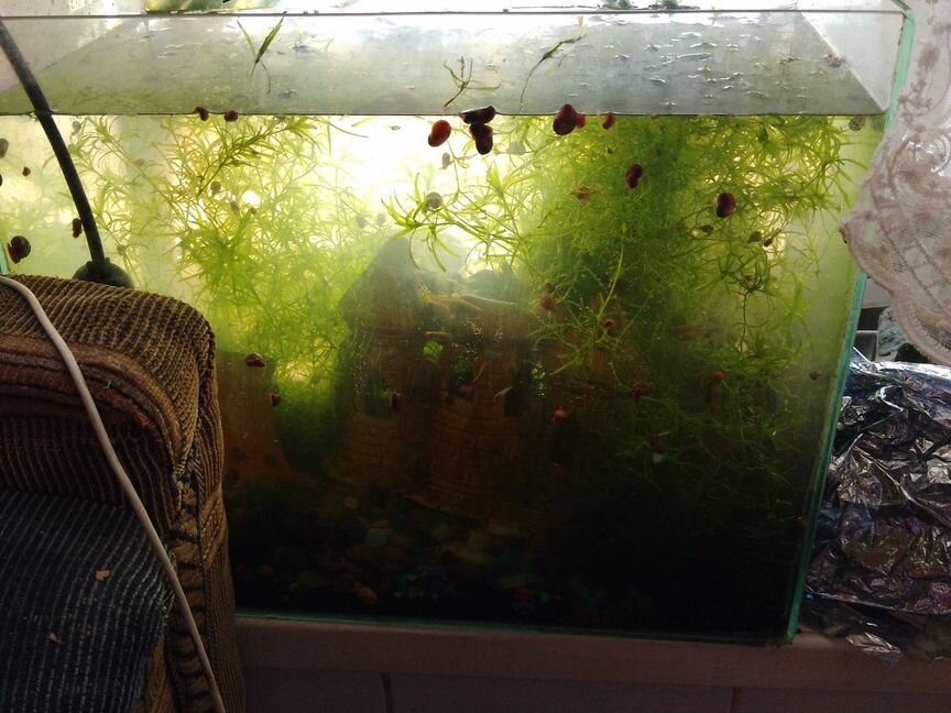 Аквариум с рыбками