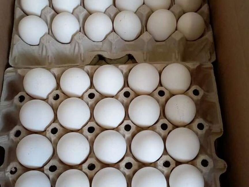 Инкубационное яйцо бройлера Кооб 700, Росс 308