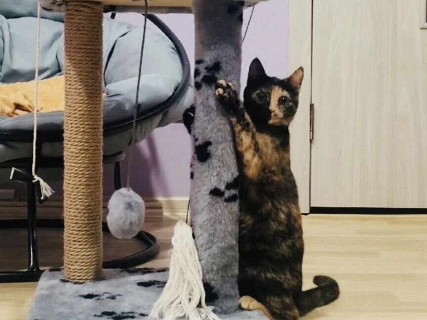 Котенок Бусинка ищет Дом