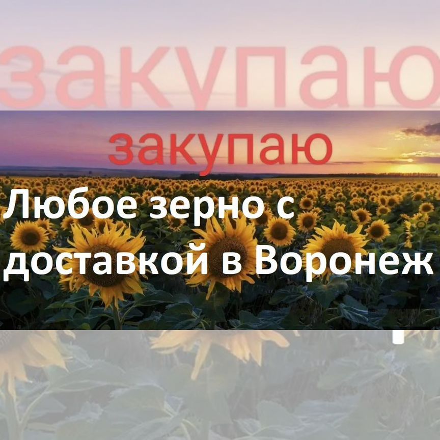 Зерно пшеница ячмень кукуруза рожь соя