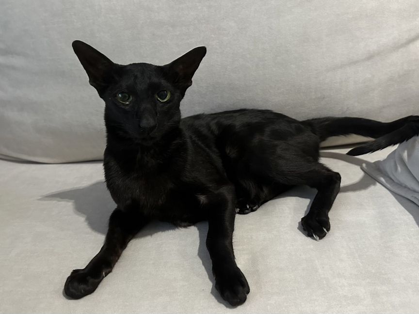 Ориентальная кошка в добрые руки