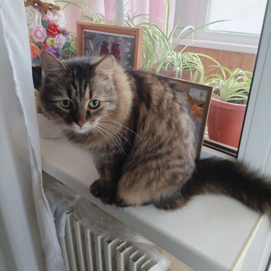 Отдам в добрые руки