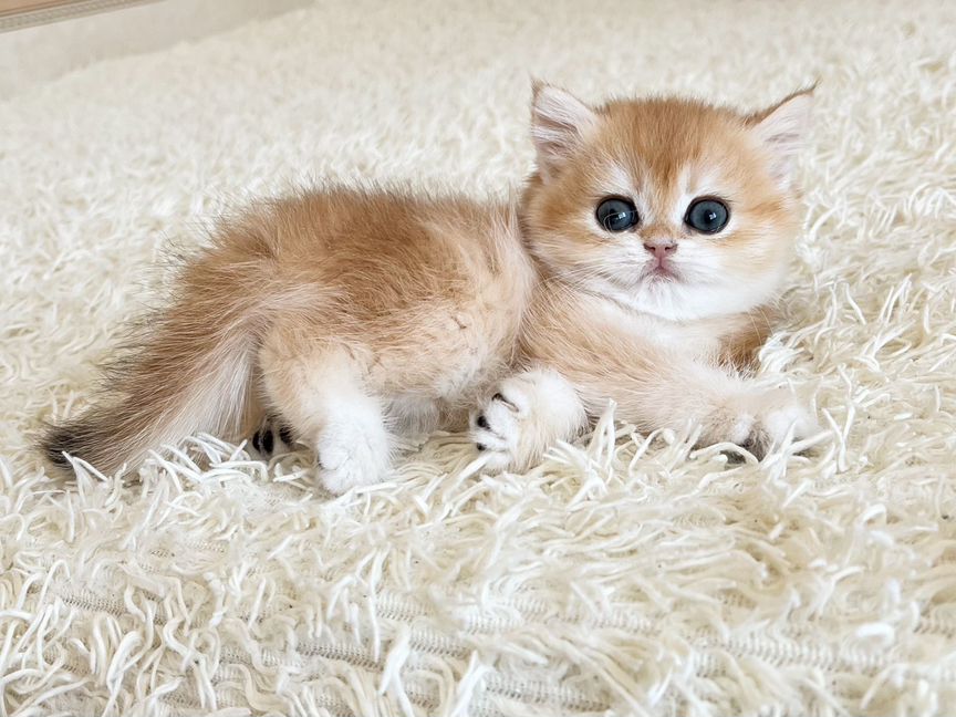 Золотая шиншилла девочка ny12