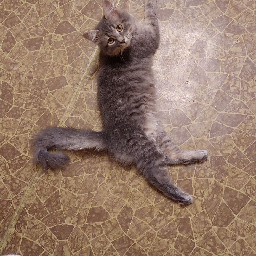 Дымчатый котенок пушистый в добрые руки