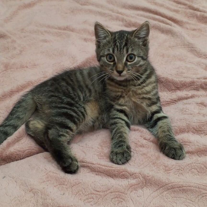 Отдам в дар милашечного котика