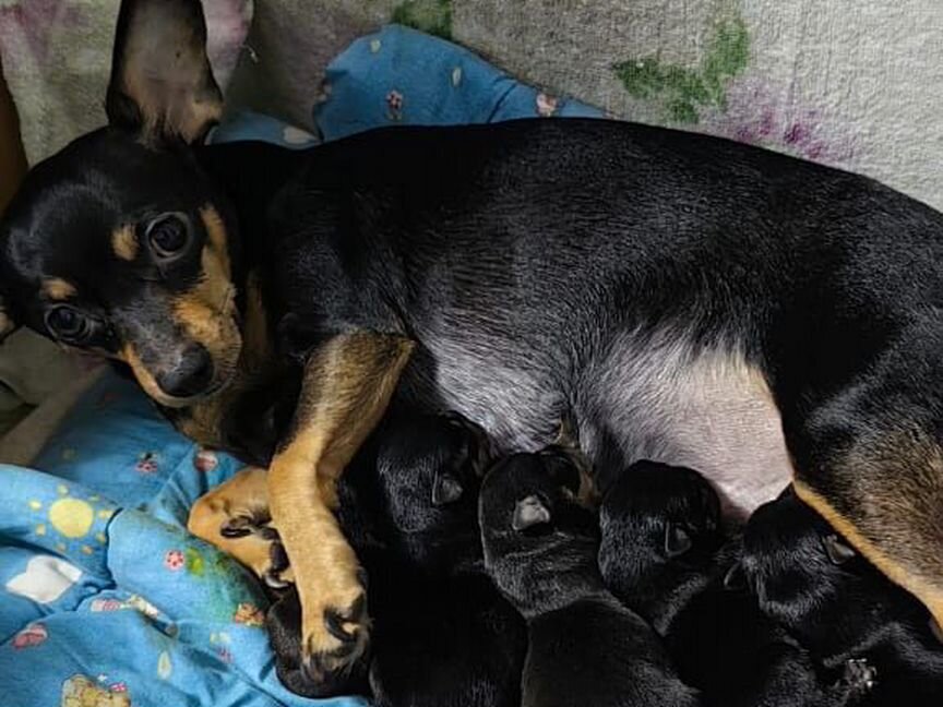 Щенки русский Той-терьер