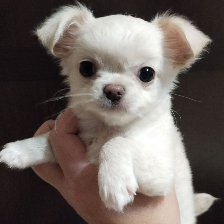 Чихуахуа, щенок