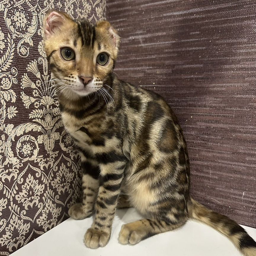 Бенгальские котята