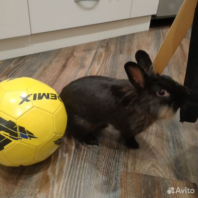 Отдам в добрые руки кролика