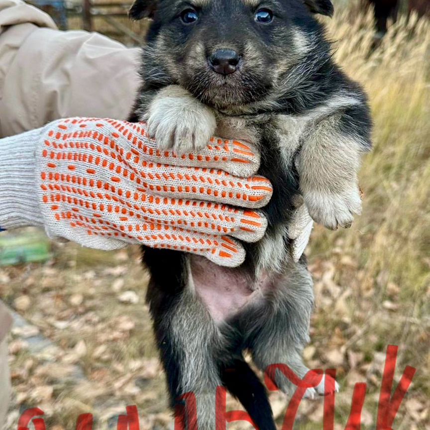 Щенки смесь с овчаркой