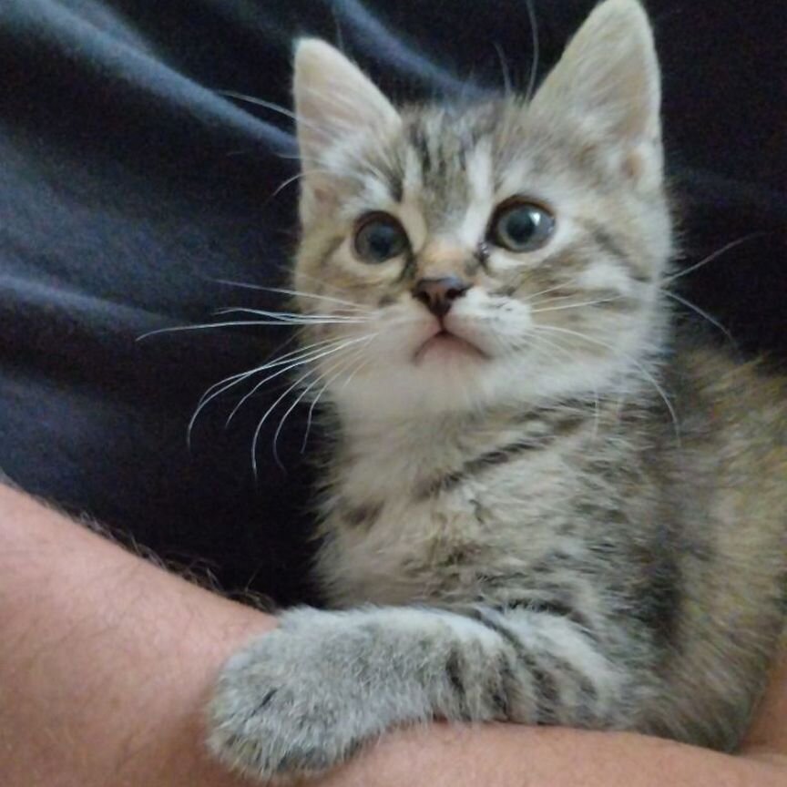 Котёнок в добрые руки