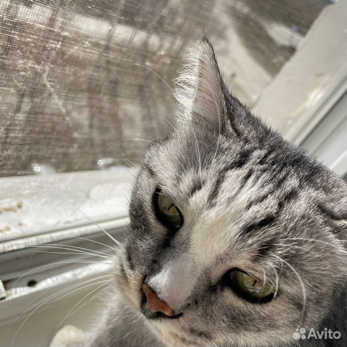Кот Гошан