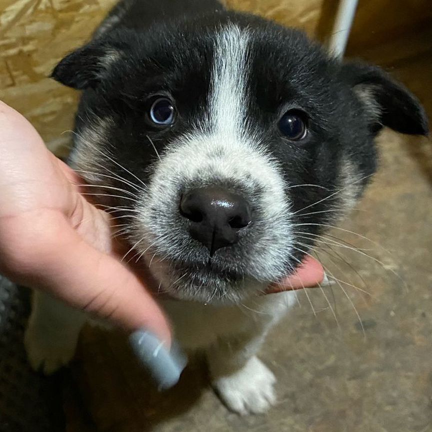 Щенок в добрые руки