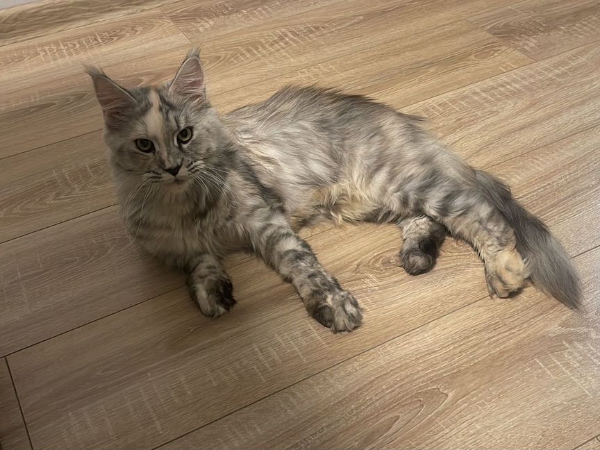 Кошка чистокровная мейн кун