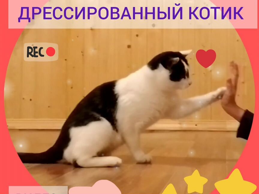 Дрессированный котик. Котенок Кошка Кошечка