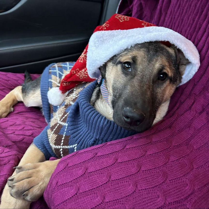 Ласковая Юта ищет дом