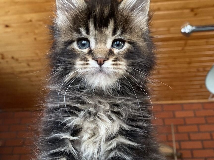 Мейн-кун шоу класса девочка