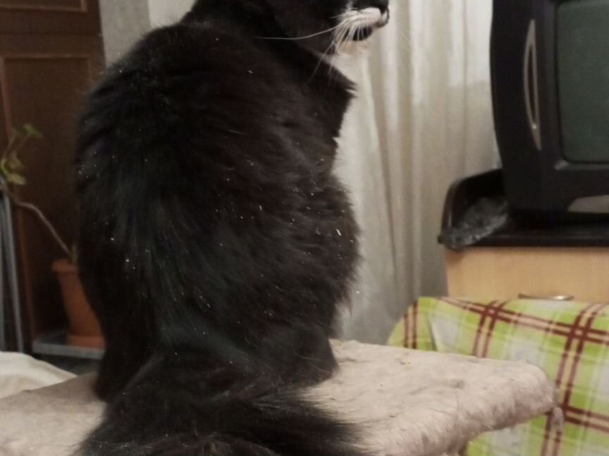 Котенок в добрые руки