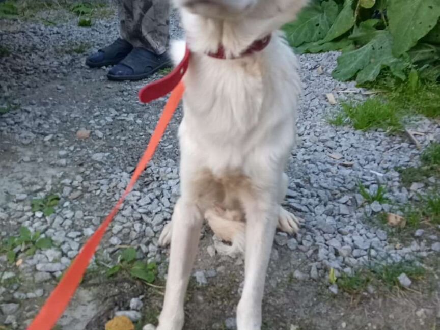 Мальчишке нужен тёплый дом, не перенесёт холода