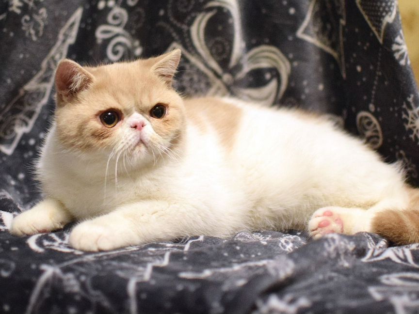 Экзотический котик